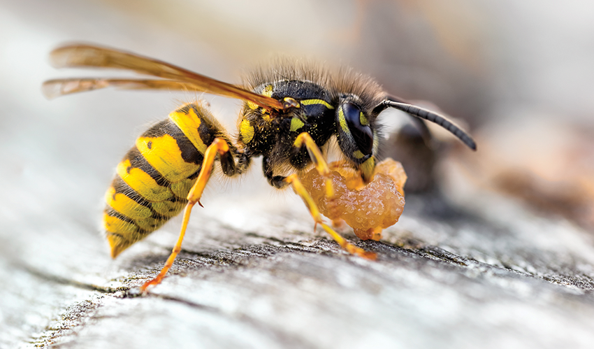 Why are Yellow Jackets so Aggressive in the Fall? | Bee Aware Allergy