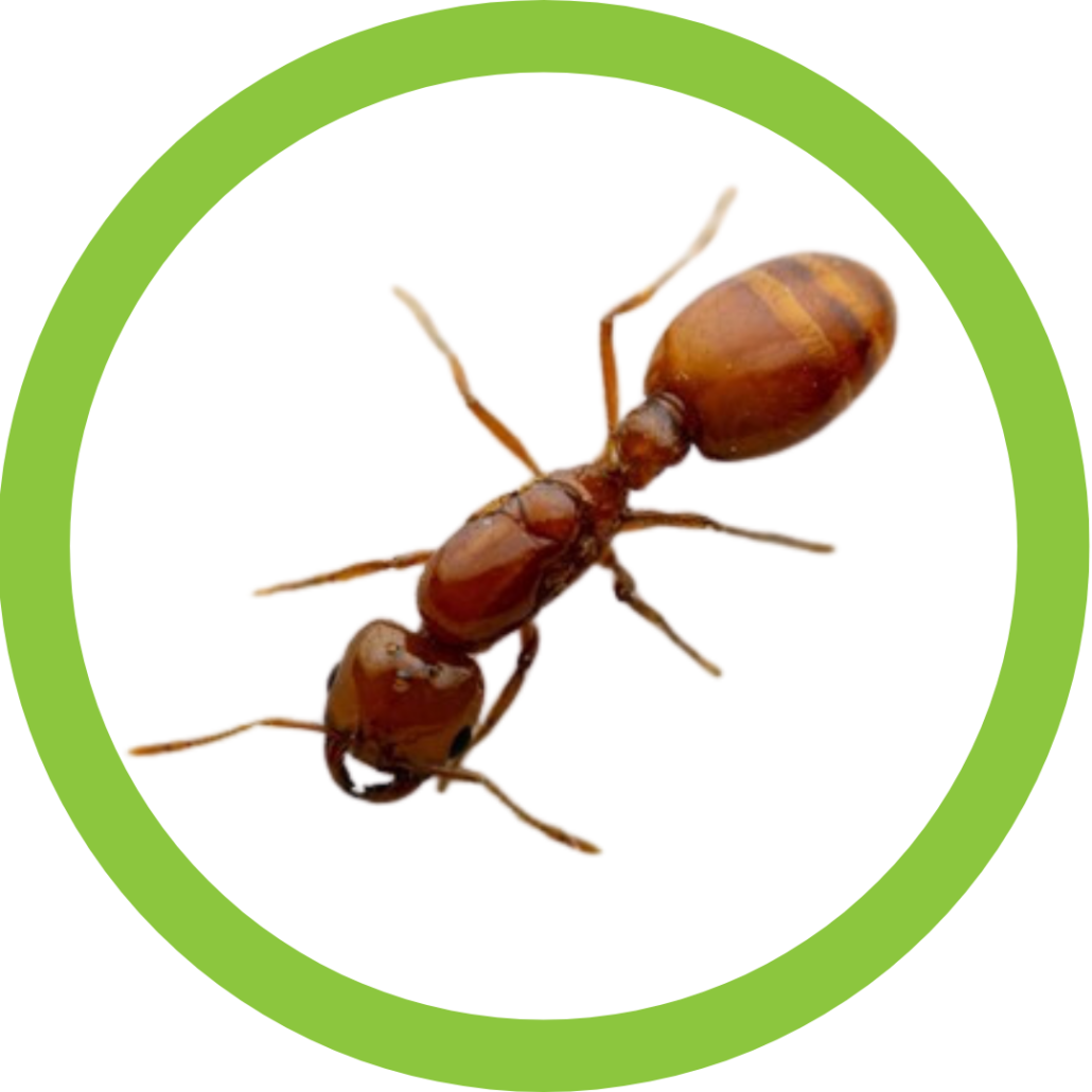 Learn About Fire Ants - BeeAware Allergy