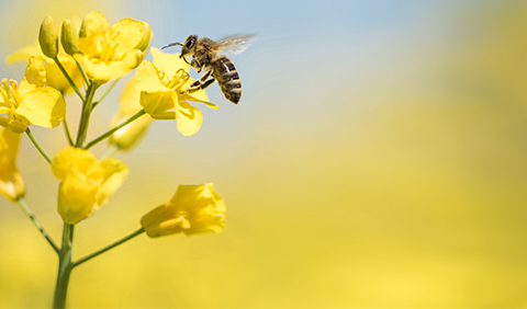 Bee Sting Allergy Resources - BeeAware Allergy