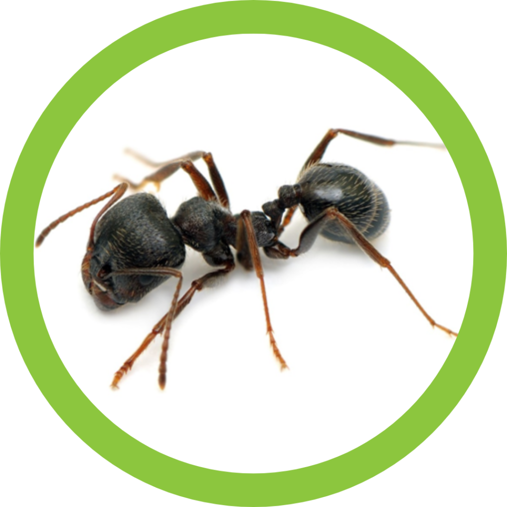 Learn About Fire Ants Beeaware Allergy