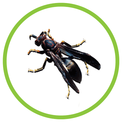 What You Need to Know About Paper Wasps | BeeAware Allergy