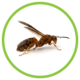 What You Need to Know About Paper Wasps - BeeAware Allergy