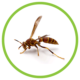 What You Need to Know About Paper Wasps - BeeAware Allergy