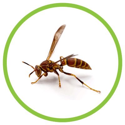 What You Need to Know About Paper Wasps - BeeAware Allergy