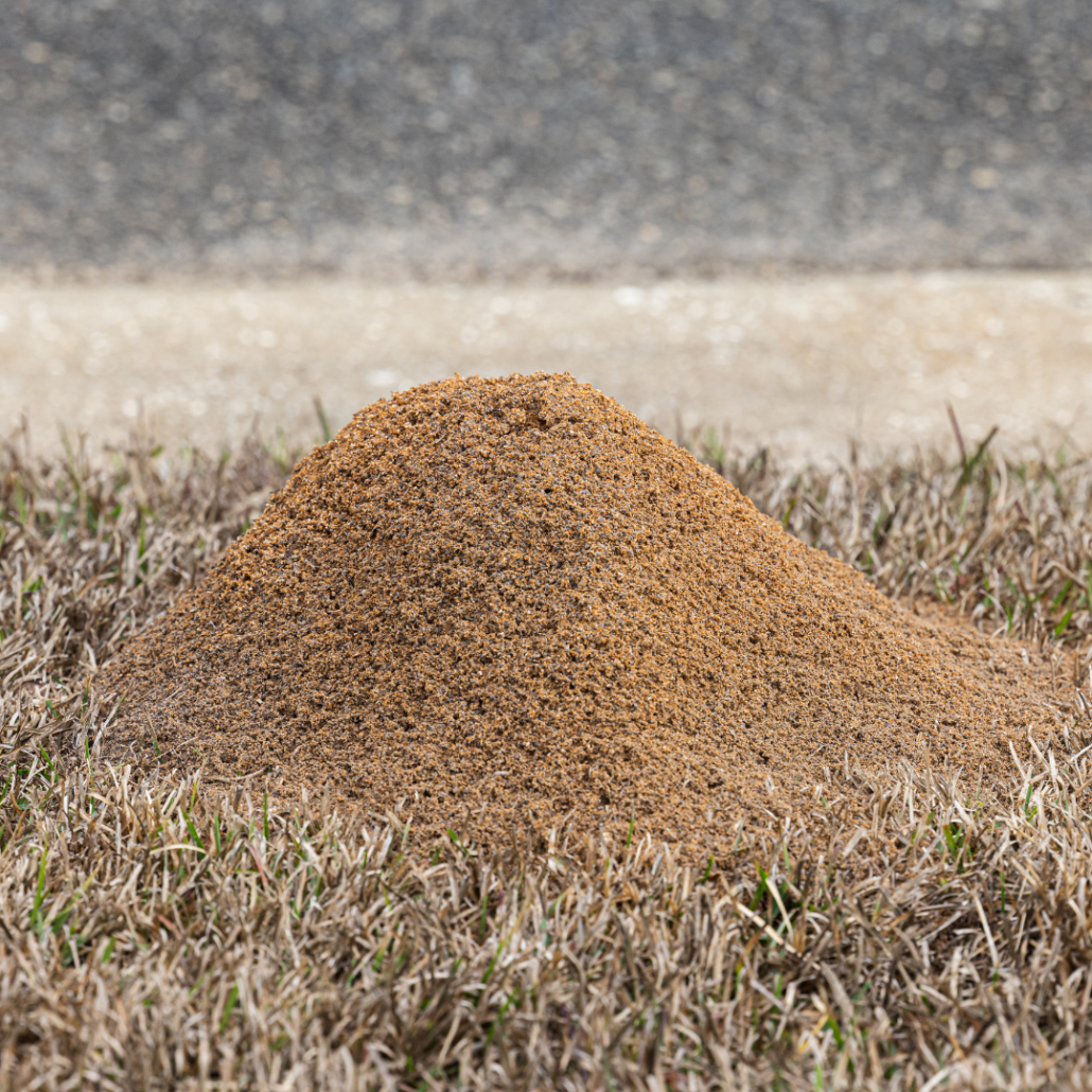 Learn About Fire Ants - BeeAware Allergy