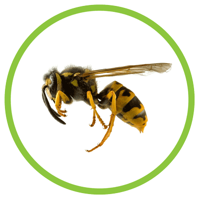 Yellow Jackets - BeeAware Allergy