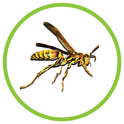 What You Need to Know About Paper Wasps | BeeAware Allergy