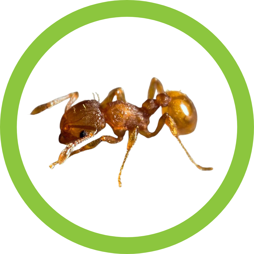 Learn About Fire Ants - BeeAware Allergy