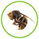 Asian Giant Hornet - BeeAware Allergy