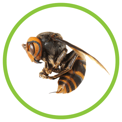 Asian Giant Hornet - BeeAware Allergy