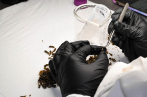 How Venom Collection Works - BeeAware Allergy